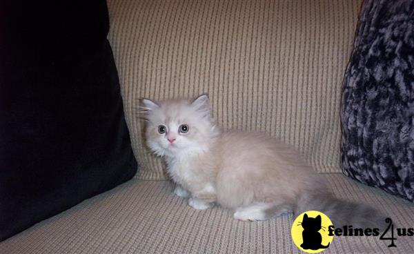 Adorable Himalayan Munchkin Kitten
