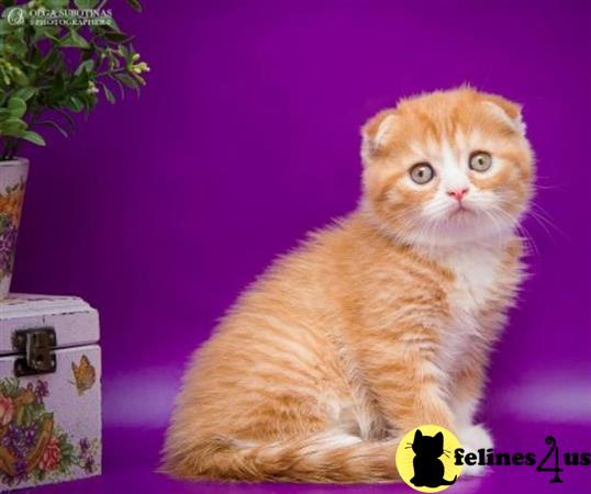 Beautiful Scottish Fold for sale