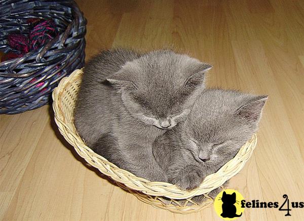 British Shorthair Kitten for Sale: JK-Cutest BSH kittens for you best ...