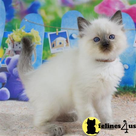 Beautiful Pedigree Male Ragdoll Kitten