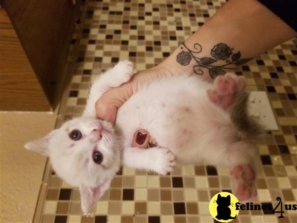 Munchkin BLUE EYES DWARF