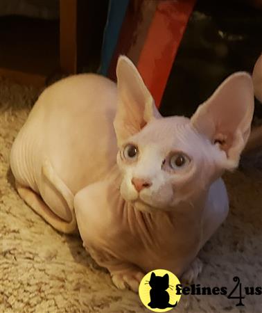 Sphynx Kitten for Sale: Bambino sphynx male 7 Mths old