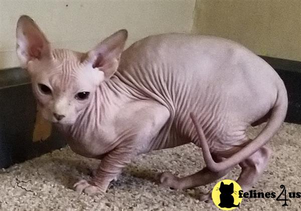 SPHYNX pink