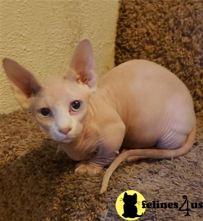 Sphynx Kitten for Sale: Bambino sphynx male 26 Weeks old