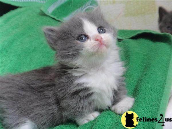 Munchkin Kitten for Sale: blue and White 6 Yrs and 2 Mths old