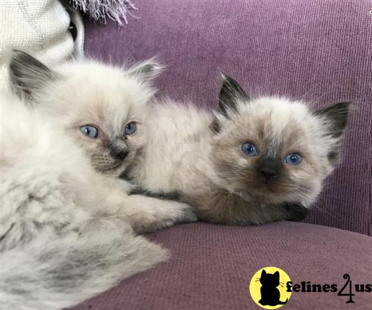 Himalayan Kitten for Sale: Himalayan - Seal Point Himalayan Kittens 5 ...