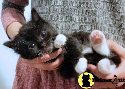 Ragdoll Kitten for Sale: Black Mitted Solid Ragdoll Kitten 5 Yrs and 6 ...