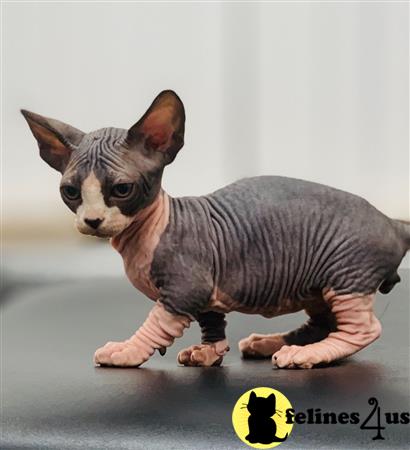 Sphynx Kitten for Sale: Cutest Face Baby Sphynx 5 Yrs and 1 Mths old