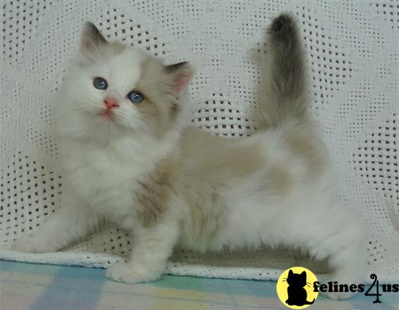 Seal Mink Bicolor Female Ragdoll Kitten