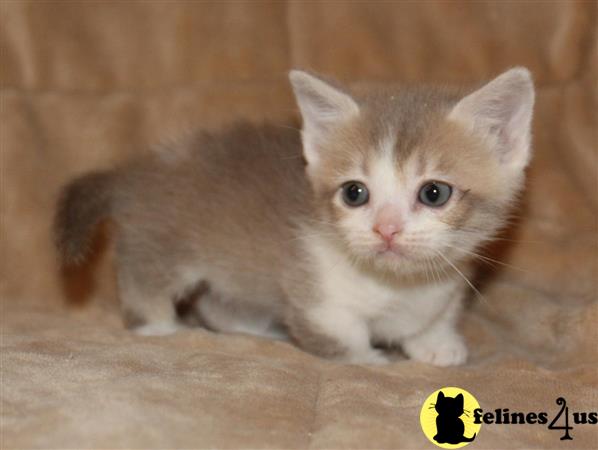 Super Munchkin Kittens cute home