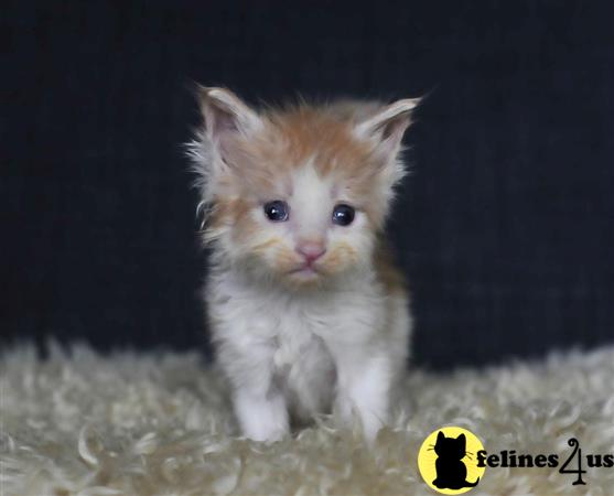 Maine coon babies Kitten Ready Now