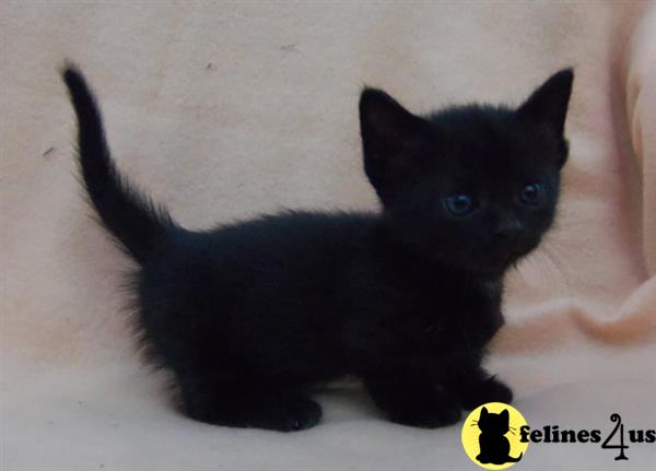 Four female munchkin kittens available