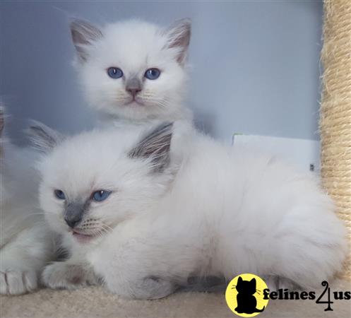 Amazing Ragdoll kittens