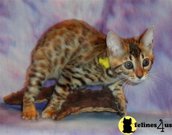 Gorgeous Male Female Brown Rosetted Bengal Kittens~