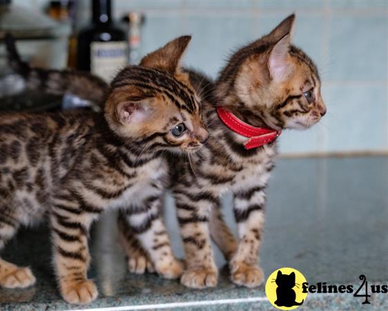 Stunning Large Rosetted Bengal Kitten For Sale
