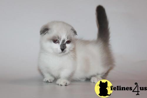 Munchkin Fold Blue Eyed Female kitten