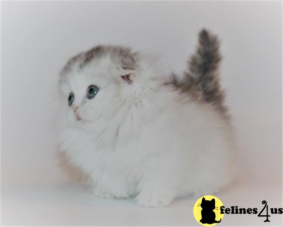 Munchkin Fold Long Hair Female Kitten For Sale