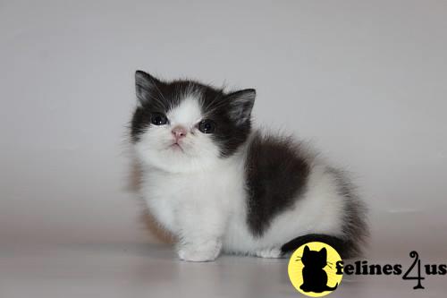 OPEN FOR Adoption Munchkin Male Kitten