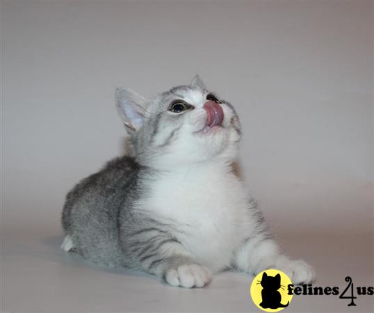standard Munchkin Kitten Long Hair Male