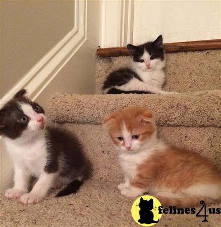 Munchkin Kitten for Sale: Beautiful Female Munchkin Kitten for sale 4 ...
