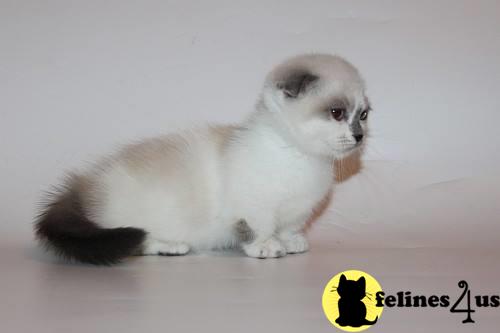 Munchkin Kitten for Sale: Munchkin Fold Blue Eyed Female kitten 5 Yrs ...