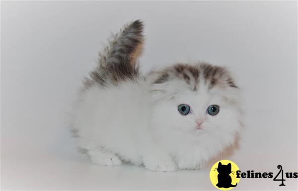 Munchkin Kitten for Sale: Munchkin Fold Long Hair Female Kitten For ...