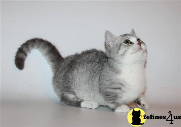 Munchkin Kitten for Sale: standard Munchkin Kitten Long Hair Male 4 Yrs ...