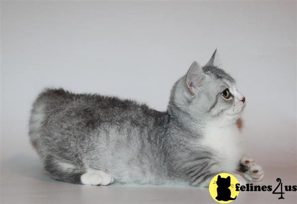 Munchkin Kitten for Sale: Munchkin Green Eyed Female Kitten For Sale 5 ...