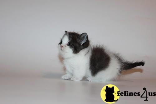 Munchkin Kitten for Sale: OPEN FOR Adoption Munchkin Male Kitten 5 Yrs ...