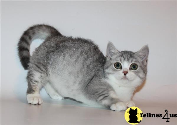 Munchkin Kitten for Sale: standard Munchkin Kitten Long Hair Male 4 Yrs ...