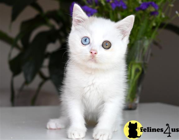 Cream Bicolor Van with Odd Eyes