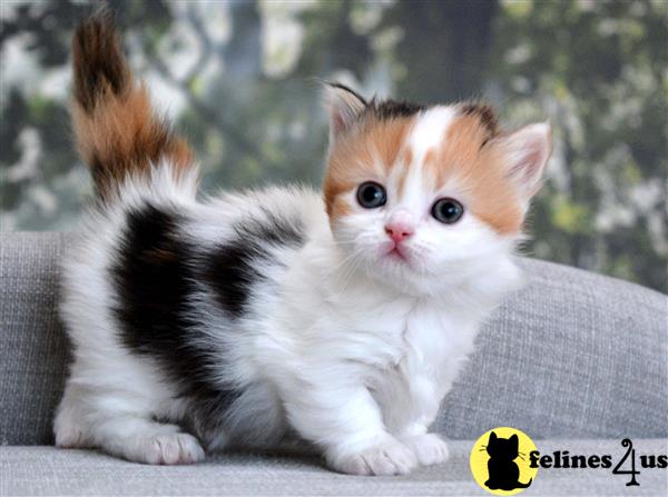 Munchkin Kitten for Sale: Calico Pending 4 Yrs and 8 Mths old