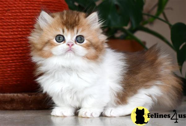 Chocolate Golden Bicolor with Super Short Legs