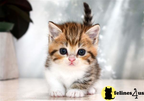 Tabby Bicolor Rughuggers Boy 2