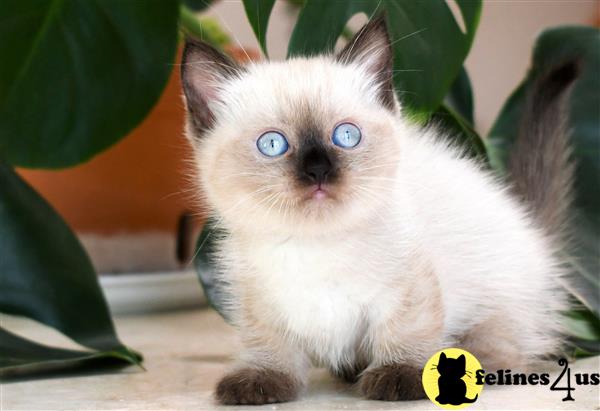 Seal Point Rughuggers