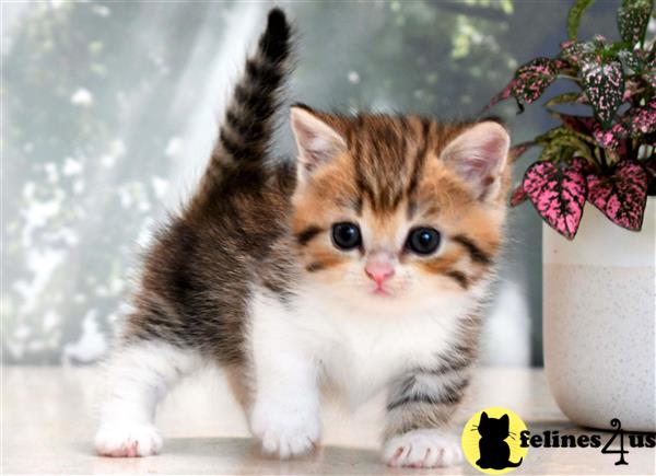 Tabby Bicolor Rughuggers Boy 2