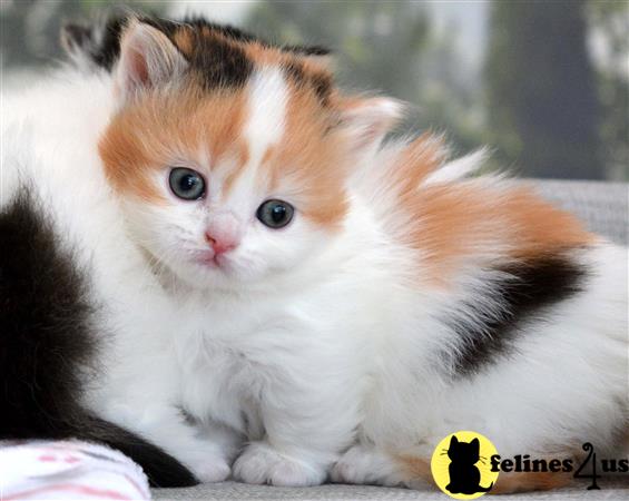 Munchkin Kitten for Sale: Calico Pending 4 Yrs and 8 Mths old