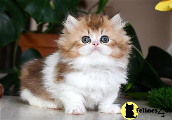 Chocolate Golden Bicolor with Super Short Legs
