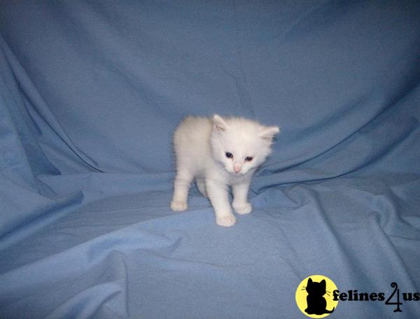 Striking White Male Manx
