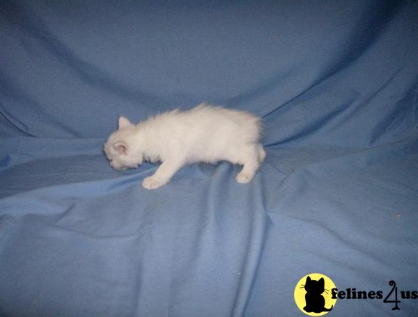 Striking White Male Manx