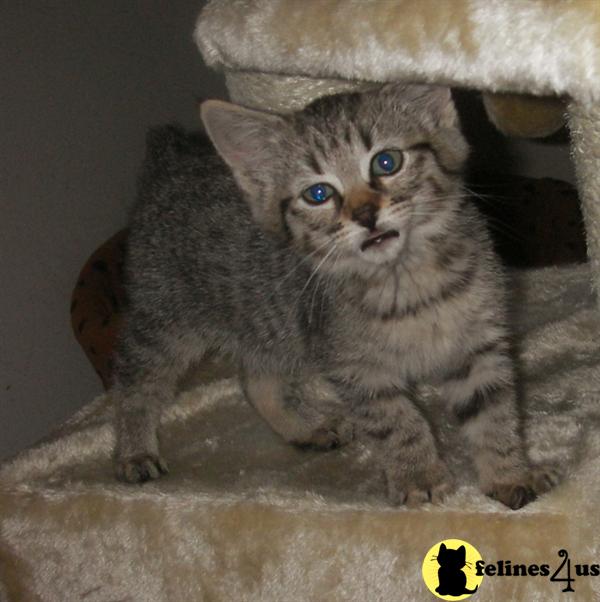Pixie-Bob kittens Available now