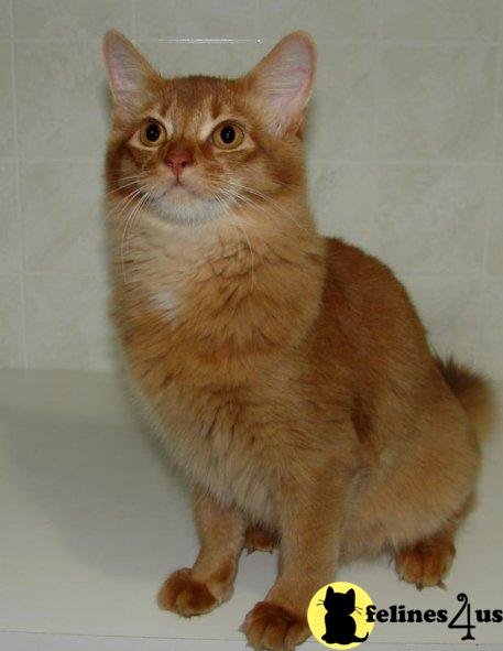 Red Somali Female Kitten For Sale