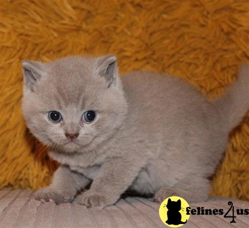 British Shorthair Kitten for Sale: Beautiful Lilac Point Bsh Kittens 10 ...