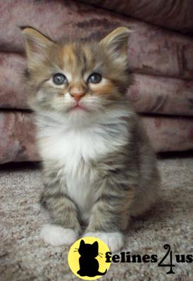 Maine Coon Kitten for Sale: Pure White Maincoon 10 Weeks old