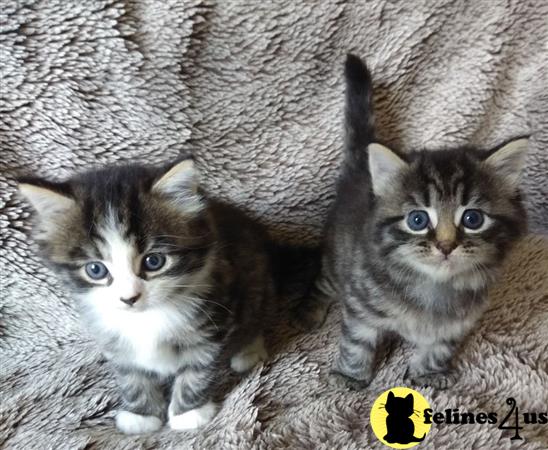 Maine Coon Kitten for Sale: Pure White Maincoon 11 Weeks old