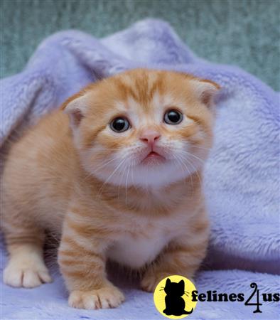 Munchkin Kitten for Sale: Vet Checked munchkins 11 Weeks old