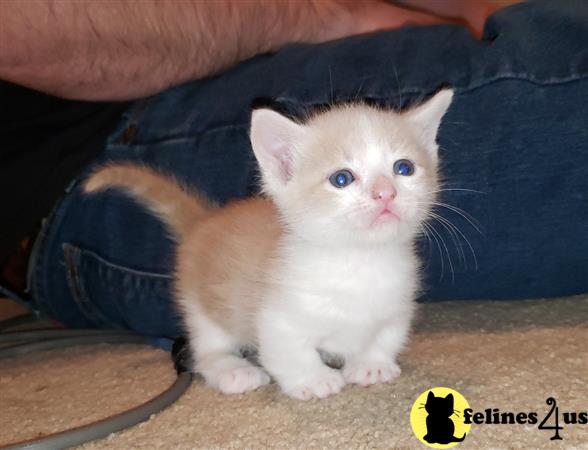 Munchkin Kitten for Sale: Very playful munchkins 11 Weeks old