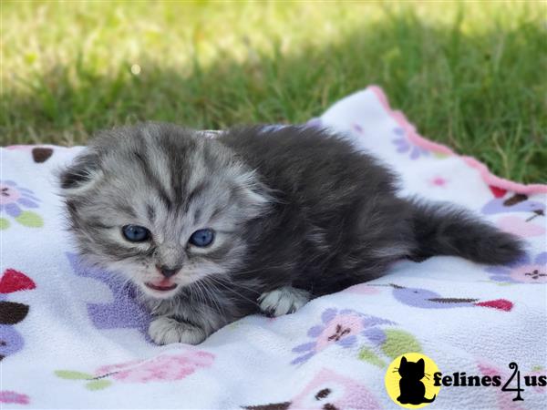 Munchkin Kitten for Sale: Tica registered munchkins 12 Weeks old