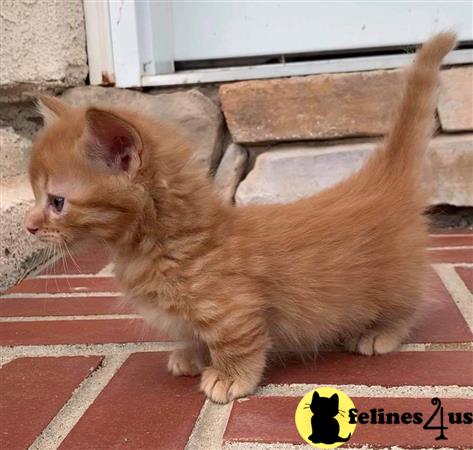 Munchkin Kitten for Sale: munchkins 10 Weeks old
