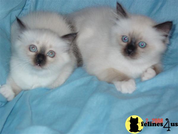 Two Show baby females